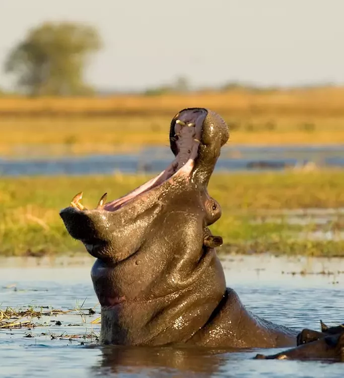 Kafue National Park - Untamed Wilderness in Zambia's Heartland