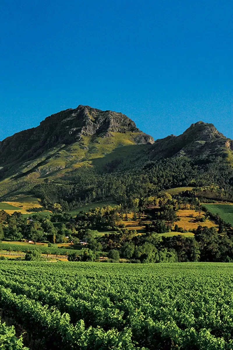 Full Day Wineland Tour Ictms - WOW TOURS