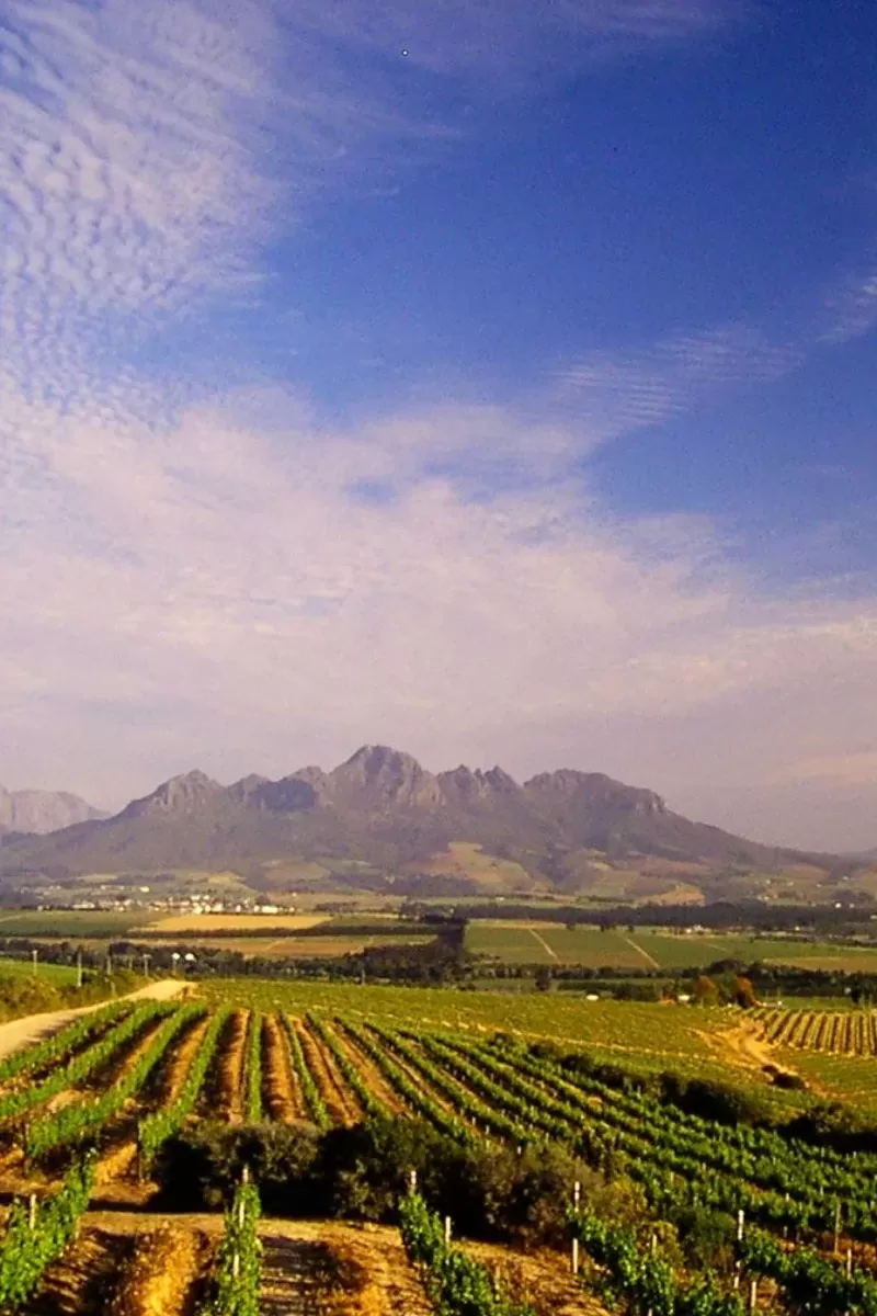 Half Day Winelands Tours Ictms - WOW TOURS