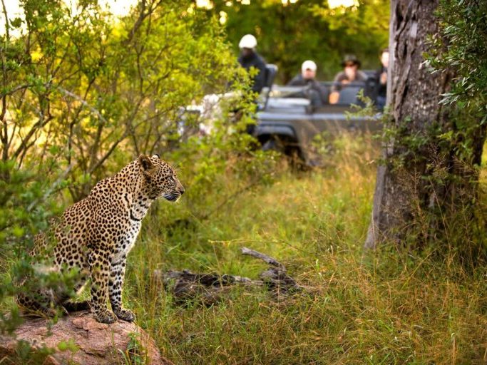 Moremi Game Reserve - The Wilderness Jewel of Botswana
